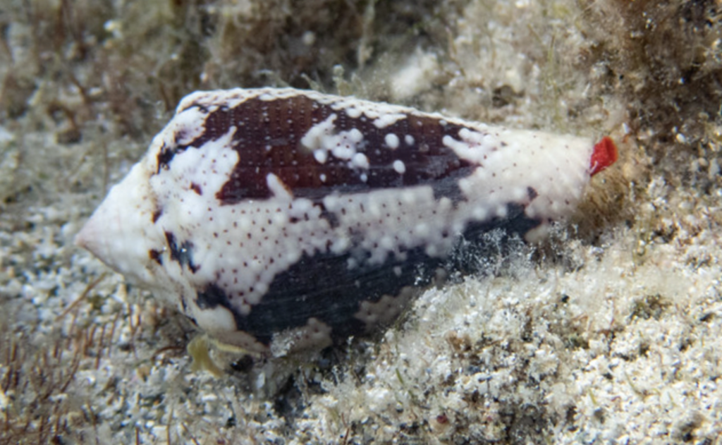 Crown Cone from Saint-Barthélemy on October 20, 2019 at 03:17 PM by ...