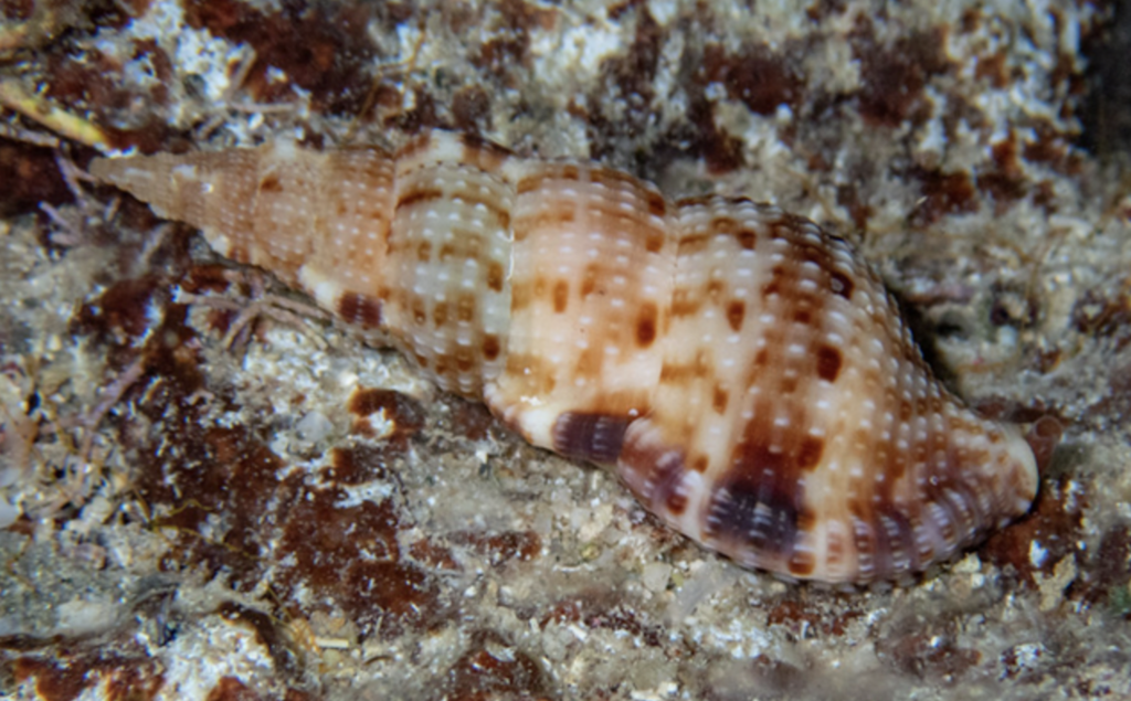 Colubraria testacea from Saint-Barthélemy on September 3, 2019 at 03:42 ...