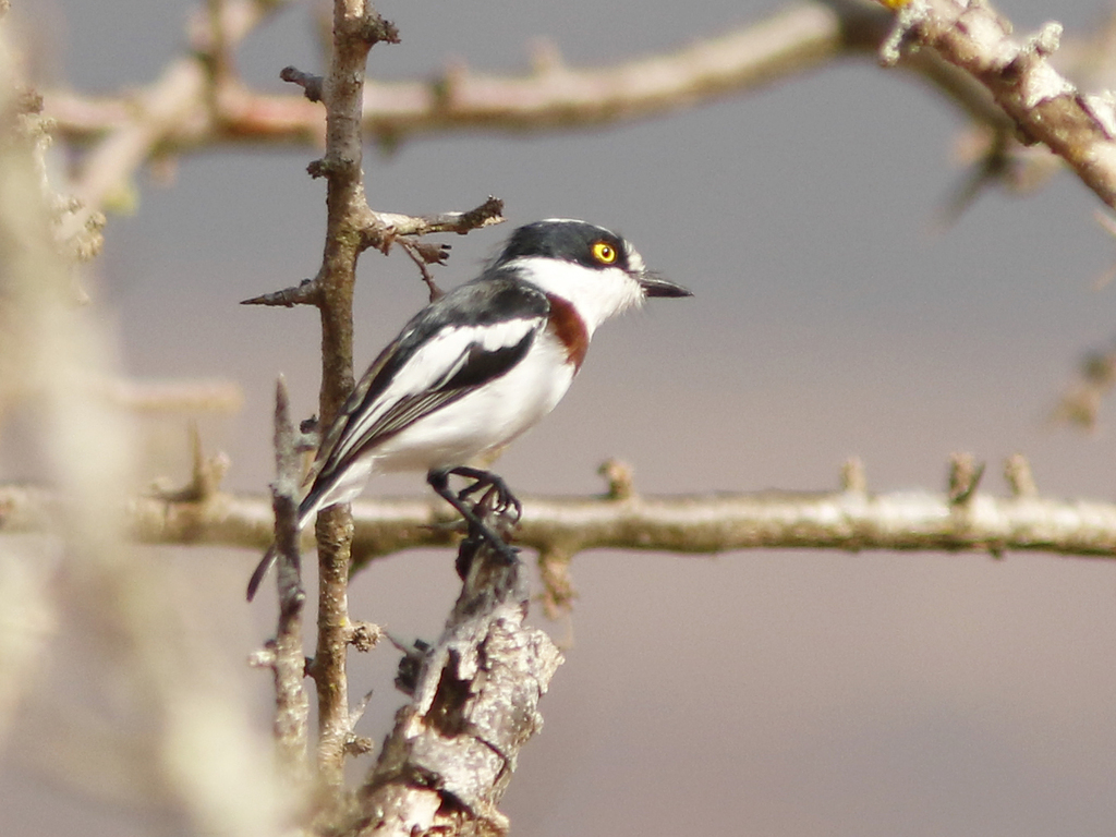 Eastern Black-headed Batis (Batis minor) - Avian Discovery