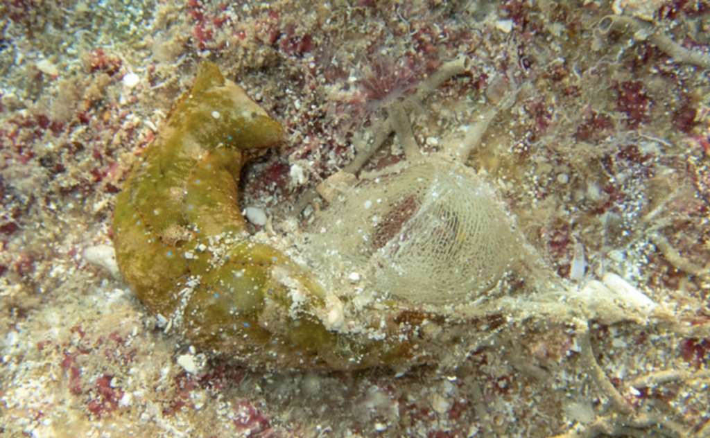 Navanax gemmatus from Saint-Barthélemy on August 15, 2019 at 04:17 PM ...