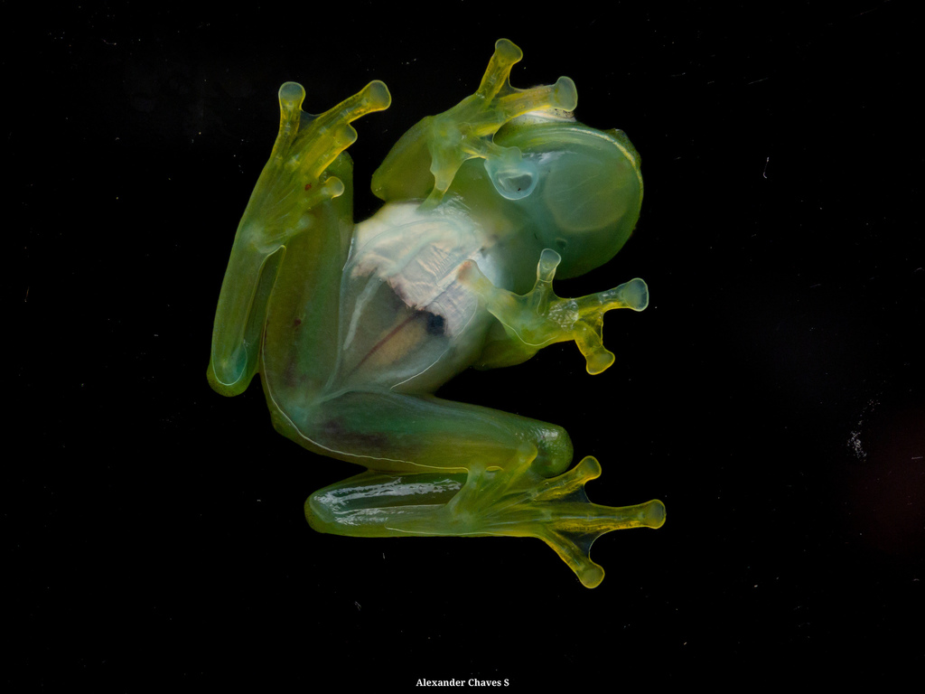 Dwarf Glass Frog from Limón, Jiménez, Costa Rica on February 2, 2020 by ...