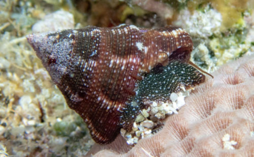 Jujube Top Shell (Calliostoma jujubinum) · iNaturalist