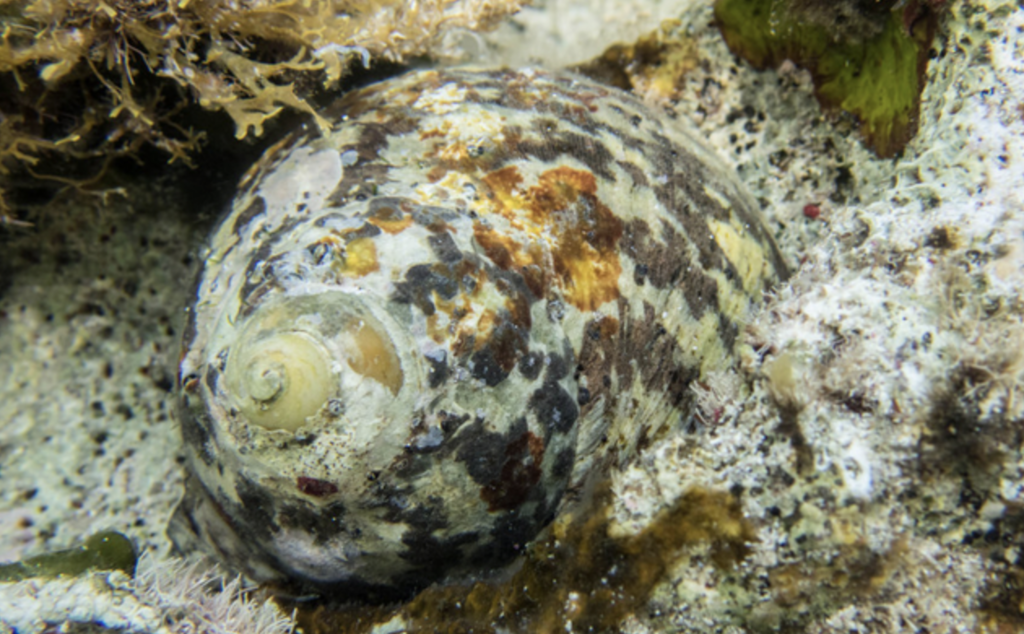 West Indian Top Shell from Saint-Barthélemy on March 28, 2017 at 08:14 ...