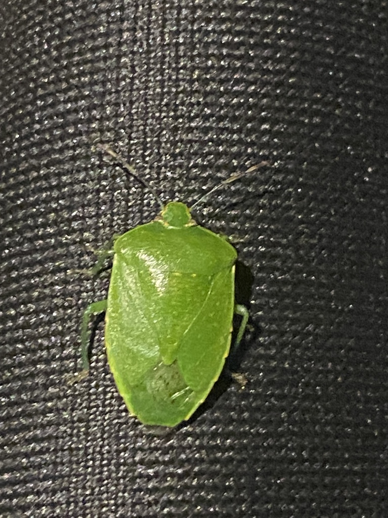 Green Stink Bug from Long Island, North Babylon, NY, US on December 16 ...