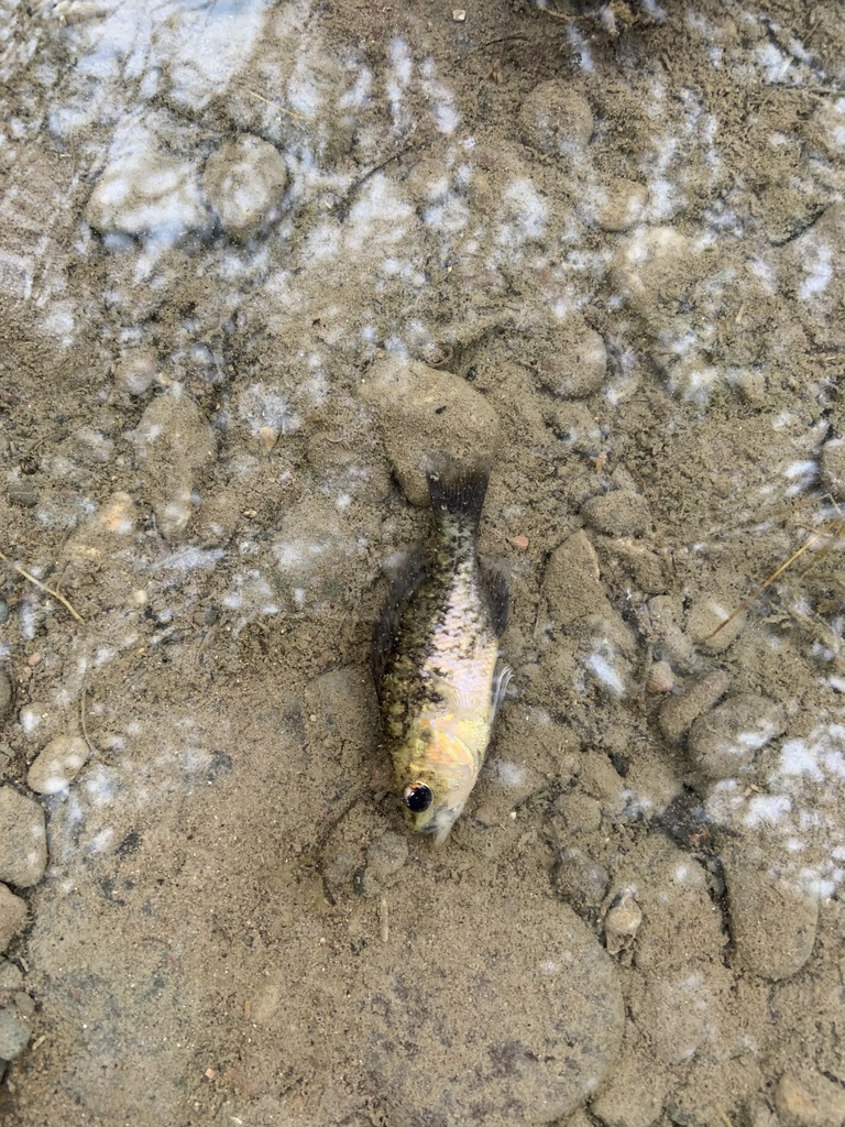 Common Sunfishes from Ciudad Lerdo, DGO, MX on December 05, 2021 at 01: ...