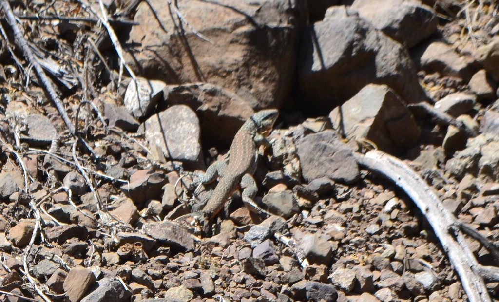 Spotted False Monitor from Sendero Salto de Apoquindo on December 15 ...