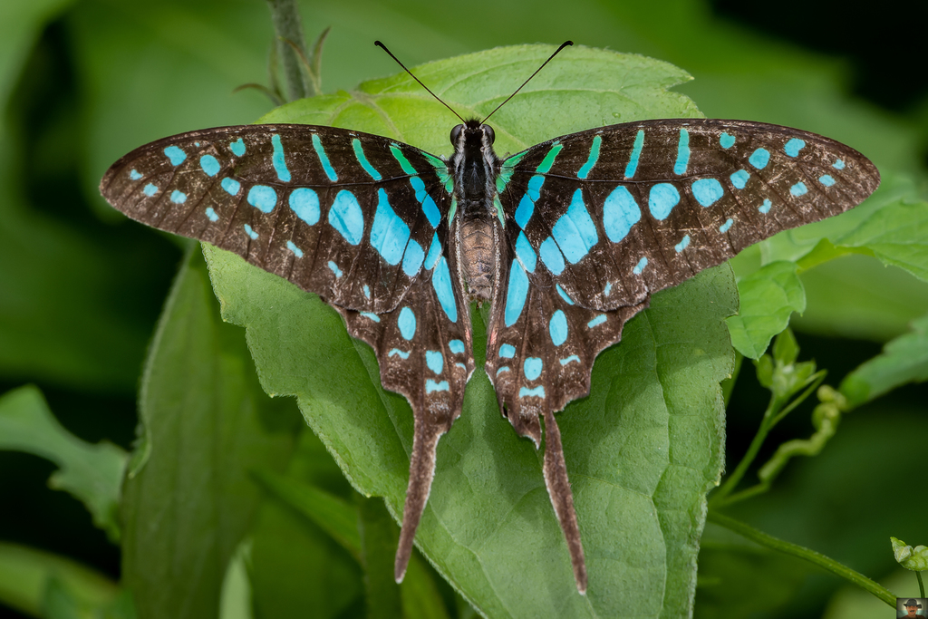 Small Striped Swordtail in December 2021 by Rogério Ferreira · iNaturalist