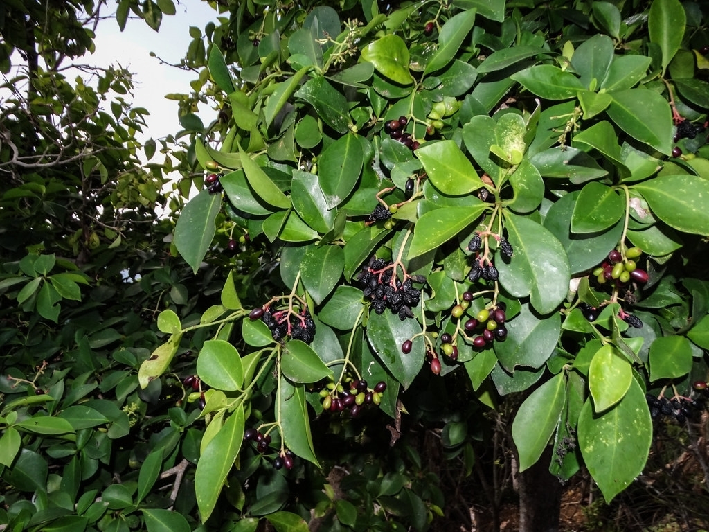 black mampoo from D211, 97133, 97133, Saint-Barthélemy on October 11 ...