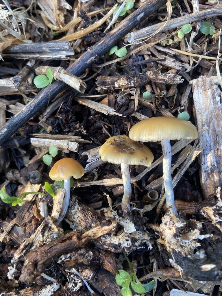 Psilocybe allenii from University of California - Berkeley, Berkeley ...