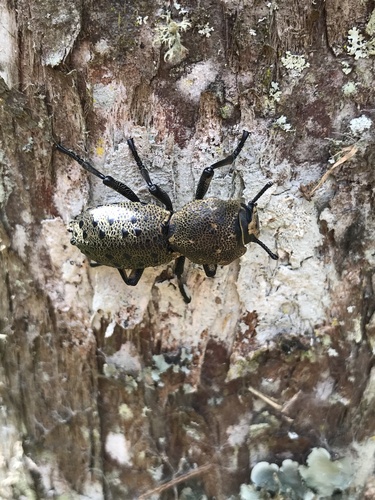 Observations by tigerarkin · iNaturalist