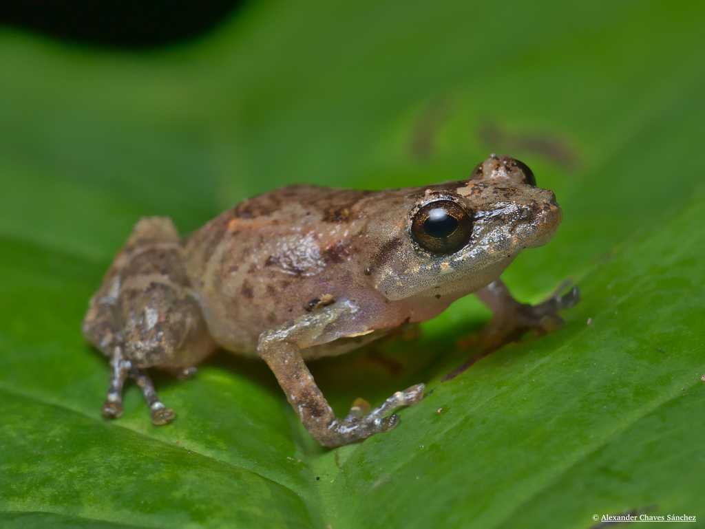 Tink Frog from Limón, Rita, Costa Rica on September 21, 2021 at 06:17 ...