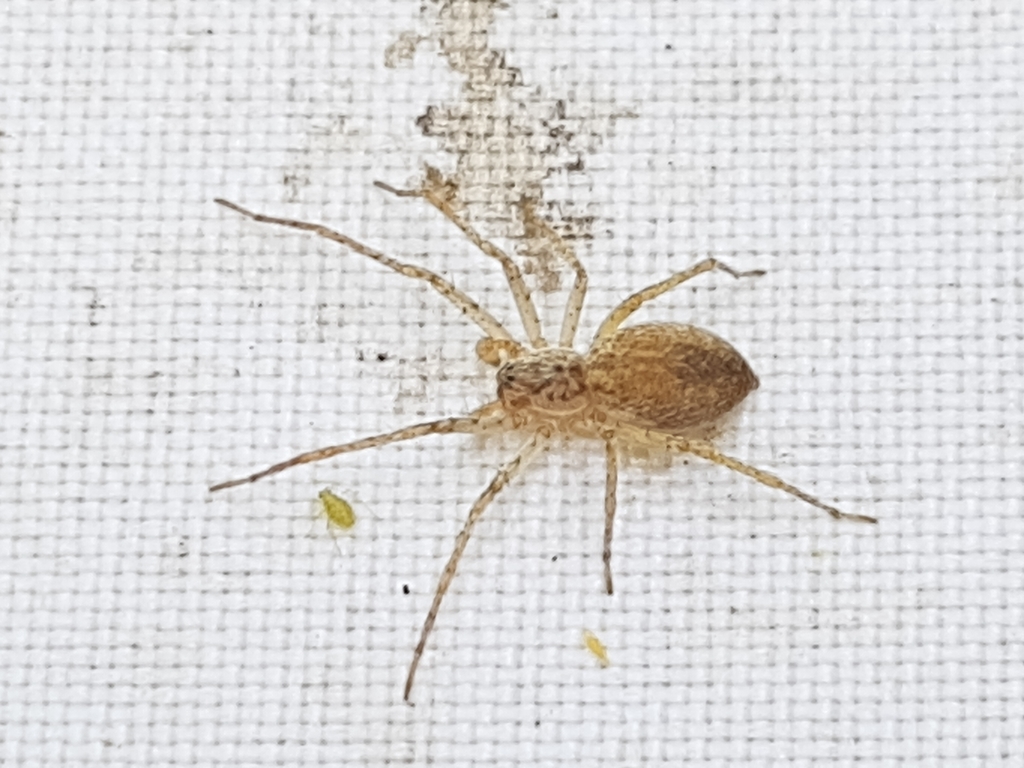 Monapia guenoana from Bariloche Department, Río Negro, Argentina on ...