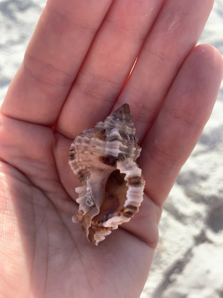 Apple Murex from Gulf Shore Blvd N, Naples, FL, US on December 17, 2021 ...