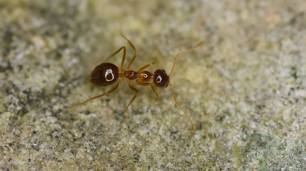 American Winter Ant in December 2021 by Cade · iNaturalist