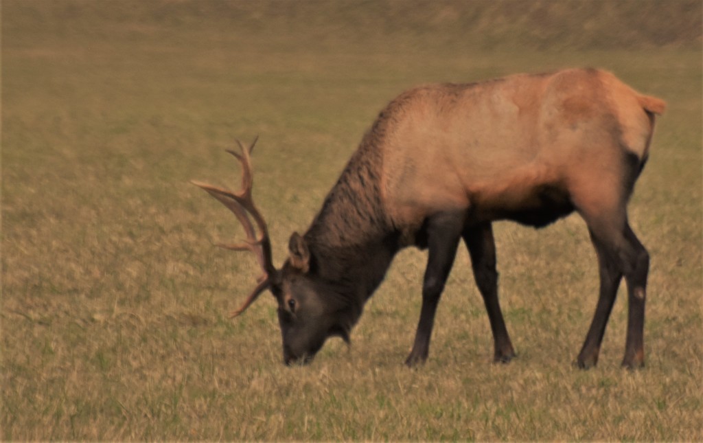 Wapiti in December 2021 by Cade · iNaturalist