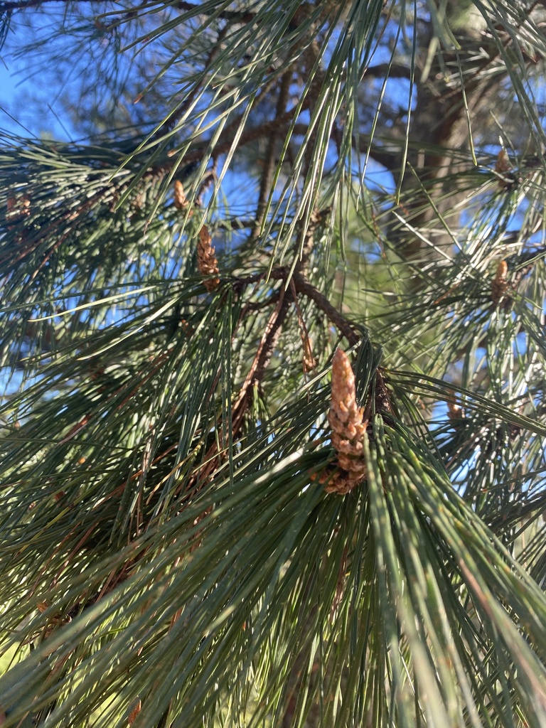 knobcone pine from Sibley Volcanic Regional Preserve, Oakland, CA, US ...