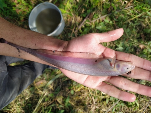 Subfamily Apteronotinae · iNaturalist