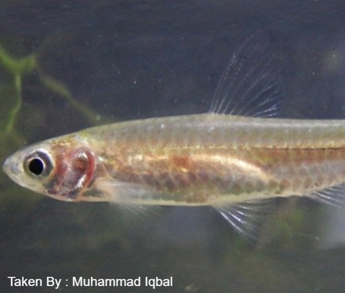 Pectenocypris korthausae · iNaturalist