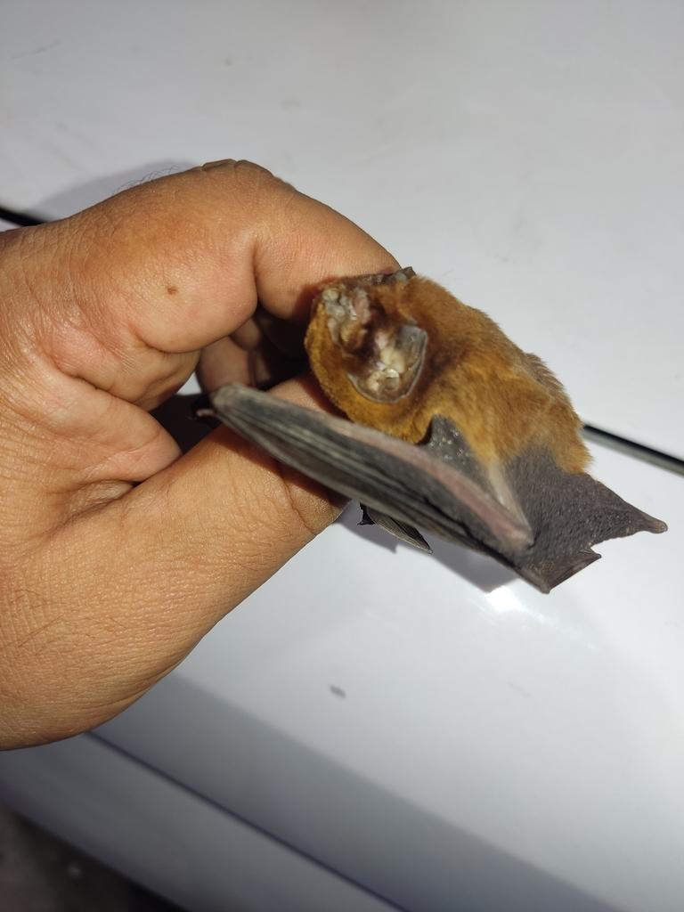 Antillean Ghost-faced Bat from Villa Altagracia on December 17, 2021 at 12:39 AM by Eric Tejada ...