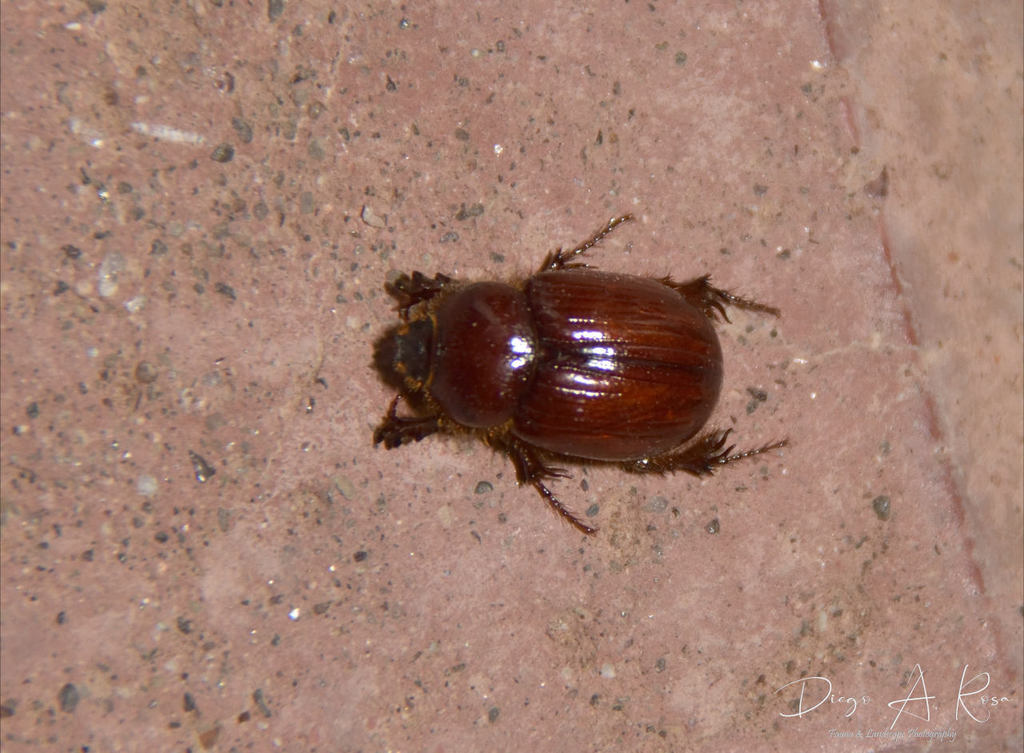 Dung Beetles from Pehuenches, Neuquén, Argentina on December 15, 2021 ...