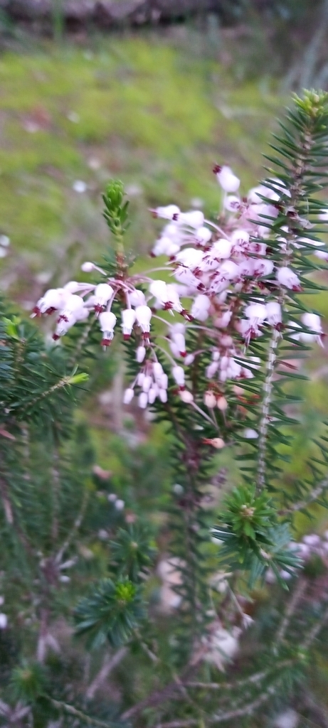 Mediterranean Heath from Son Rapinya on December 17, 2021 at 05:16 PM ...