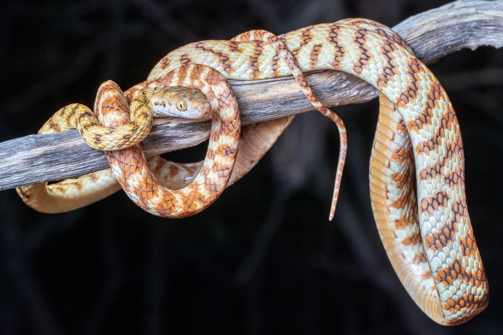 Brown Tree Snake from Chewko QLD 4880, Australia on December 17, 2021 ...