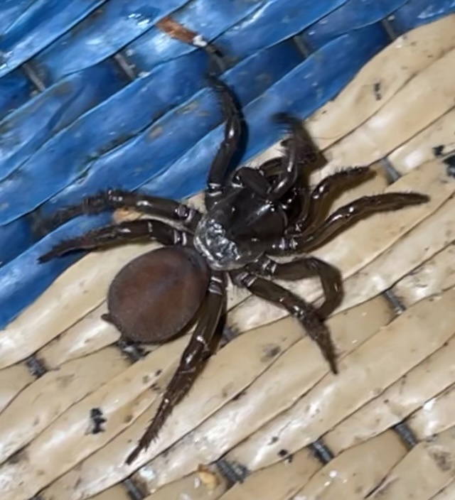 Pacific Foldingdoor Spider from Peacock Hill Ave NW, Gig Harbor, WA, US ...