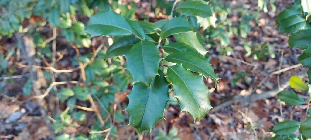 American holly from Princess Ledges Nature Preserve on December 12 ...