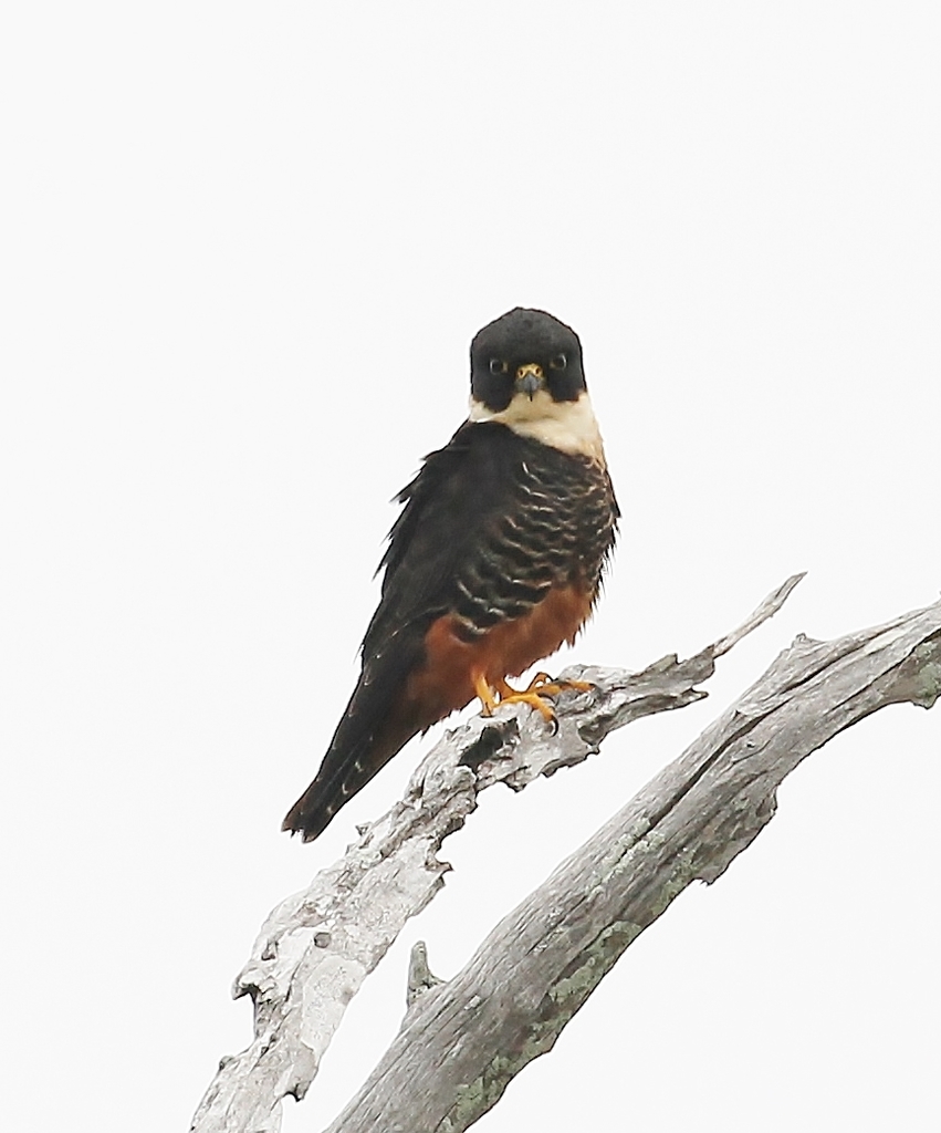 Bat Falcon from Congregación Santa Ana, Tamaulipas, Mexico on December ...