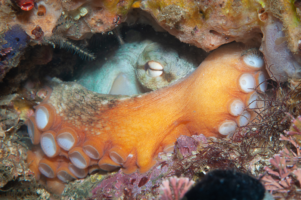 Common Sydney Octopus from Kirra Reef on December 19, 2021 at 08:18 AM ...