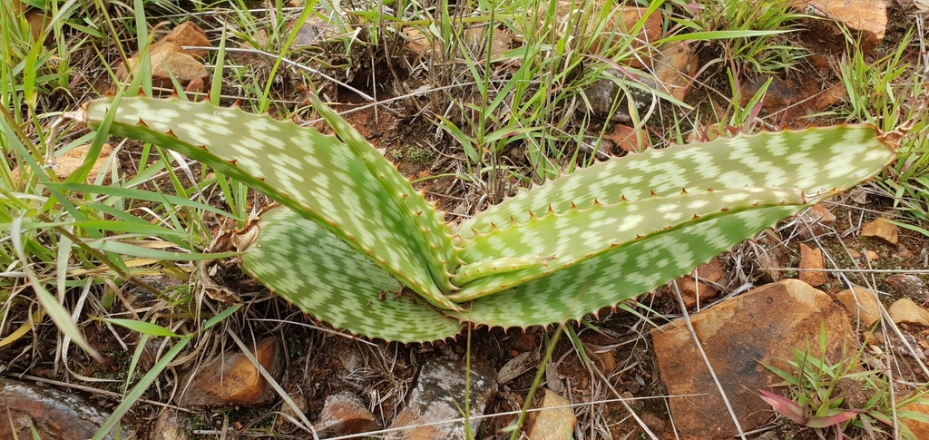 Aloes from Cullinan, 1000, South Africa on December 19, 2021 at 02:07 ...