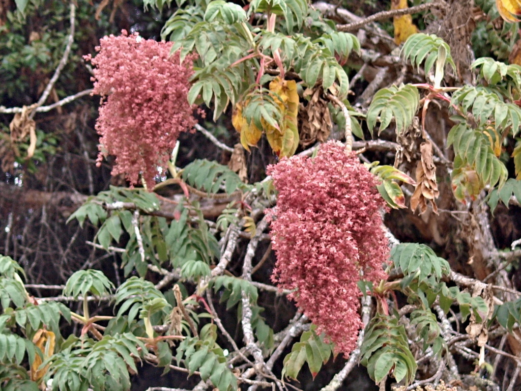 African Redwood from Bale, Etiopie on January 17, 2011 at 03:23 PM by ...