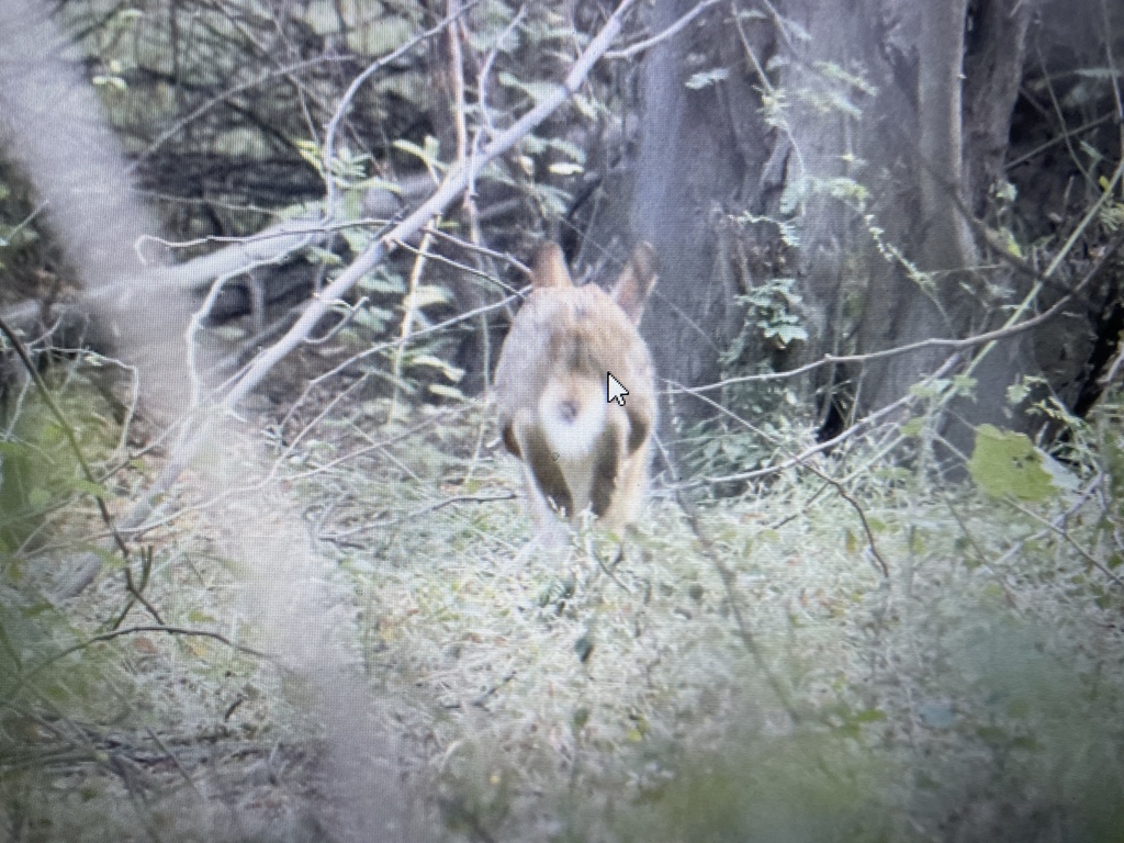 Indian Hare from Gabhana, Aligarh, UP, IN on December 18, 2021 at 10:03 ...