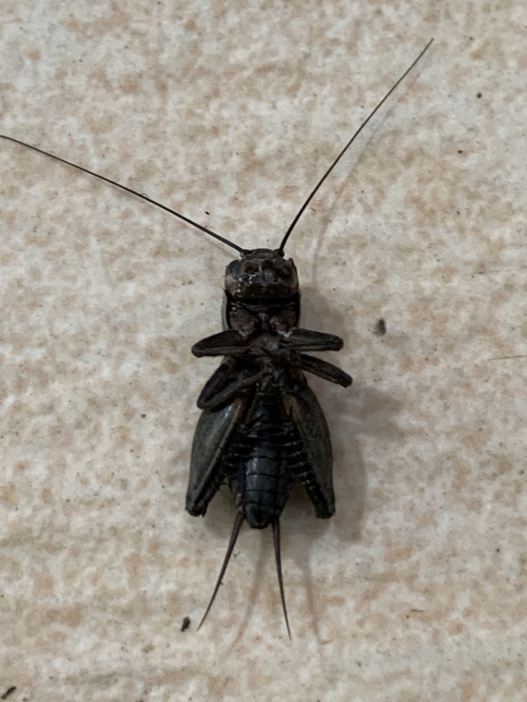 True Crickets and Allies from Cuenca, Azuay, EC on December 19, 2021 at ...