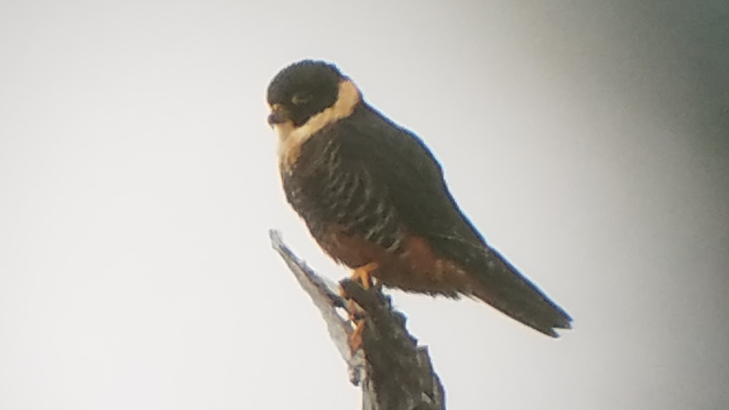 Bat Falcon from Location: 26.072429, -98.141556 on December 19, 2021 at ...
