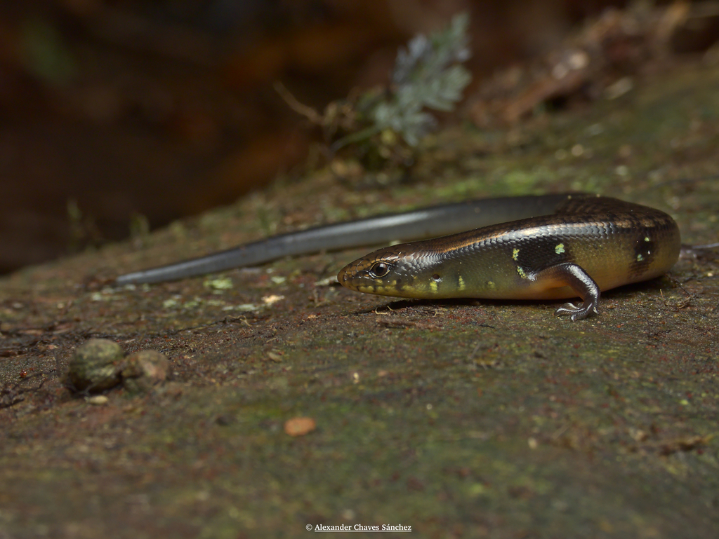 O'Shaughnessy's Galliwasp from Limón, Guácimo, Costa Rica on November ...