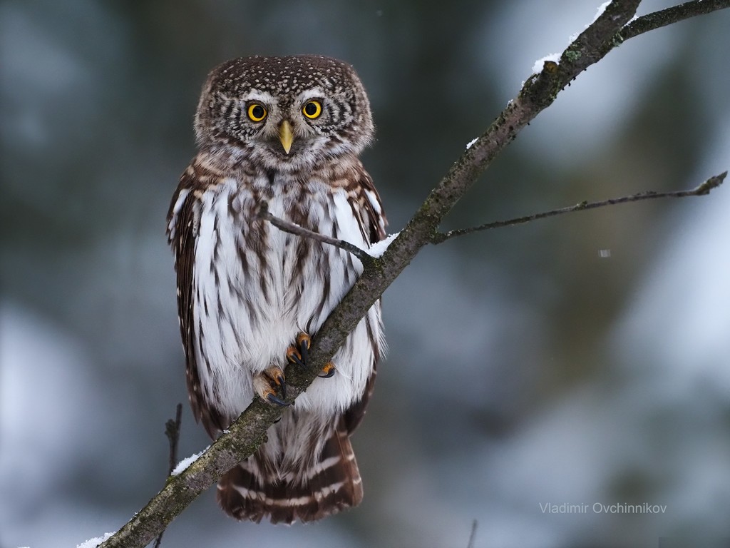 Eurasian Pygmy-Owl from Novyye Rzhavki, Moscow, Russia on December 19 ...