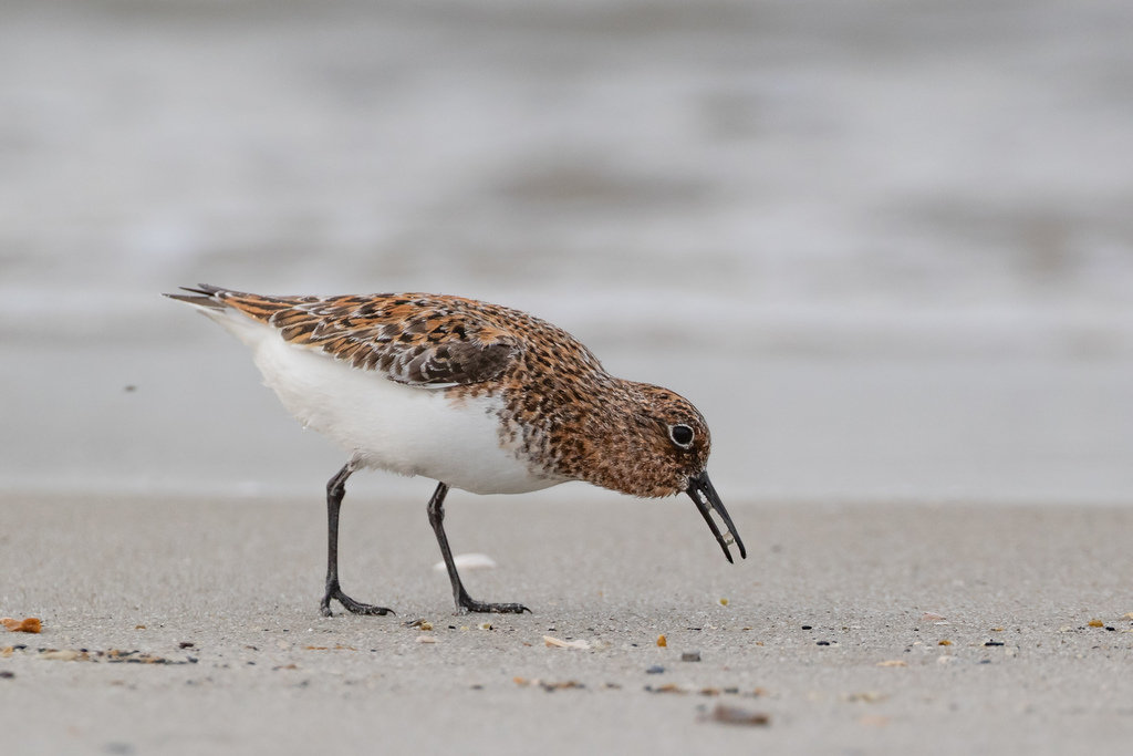 Playero blanco desde Hilton Head Island, SC, USA el 22 de mayo de 2021 ...