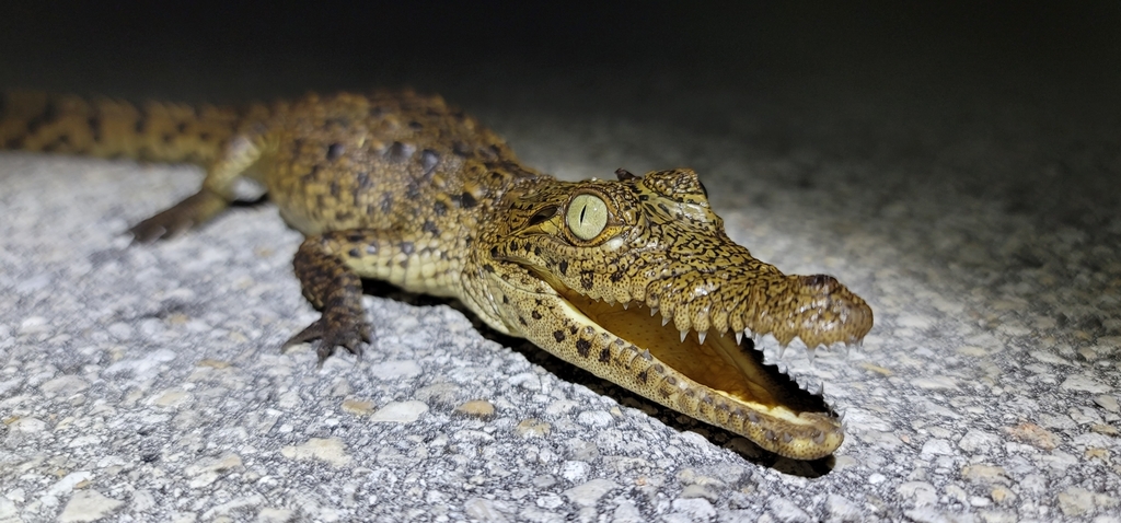 American Crocodile in December 2021 by Dave Odd · iNaturalist