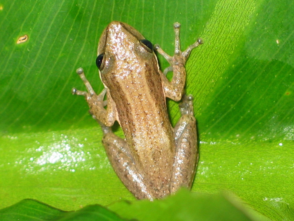Brown-bordered Snouted Tree Frog from Angatuba by Fábio Maffei ...