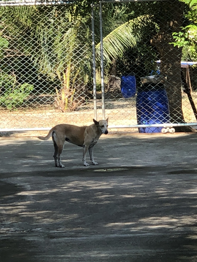 Domestic Dog from Thanon Phet Kasem, Amphoe Thap Sakae, Prachuap Khiri ...