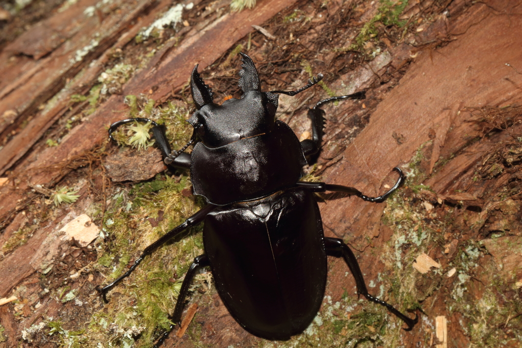 Neolucanus maximus vendli in August 2020 by louislo · iNaturalist