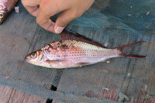 Labiobarbus festivus · iNaturalist