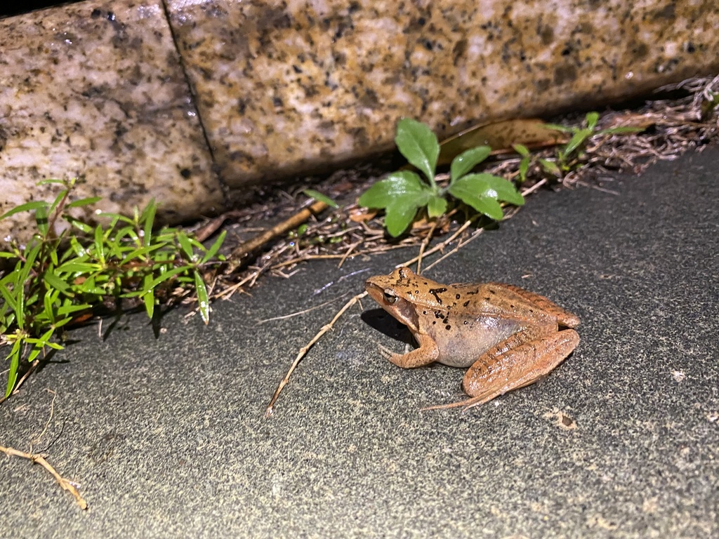 Taipa Frog in December 2021 by ashiok · iNaturalist