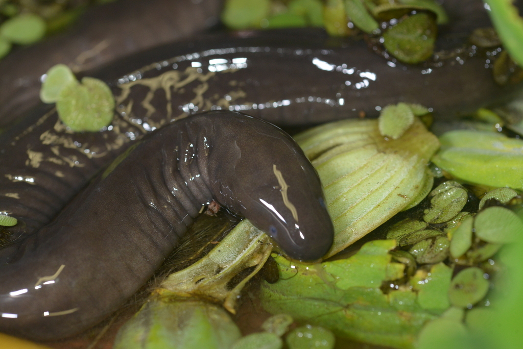 Cayenne caecilian from Belém, PA, Brasil on February 19, 2018 at 01:34 ...