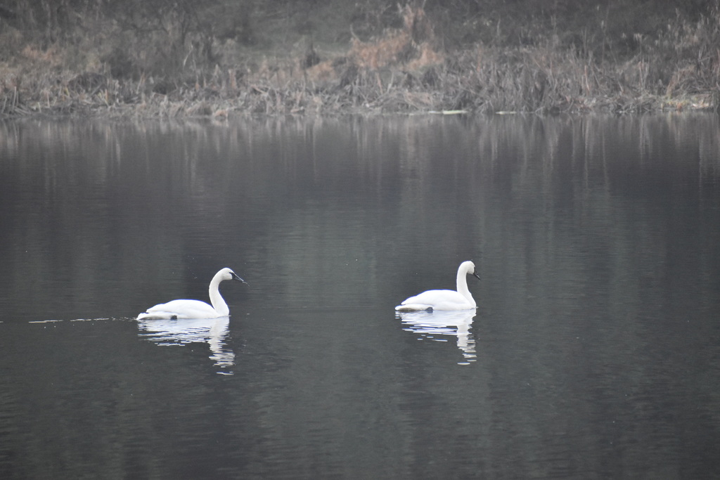 Trumpeter Swan from Nanaimo, BC, Canada on December 20, 2021 at 02:31 ...