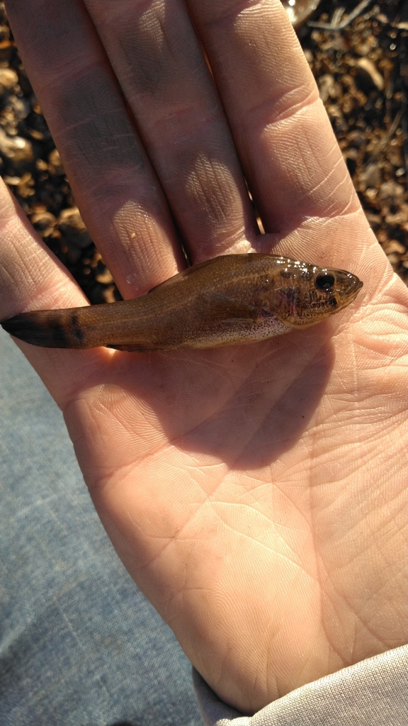 Pirate Perch from Poplar Bluff, MO 63901, USA on December 12, 2021 at ...