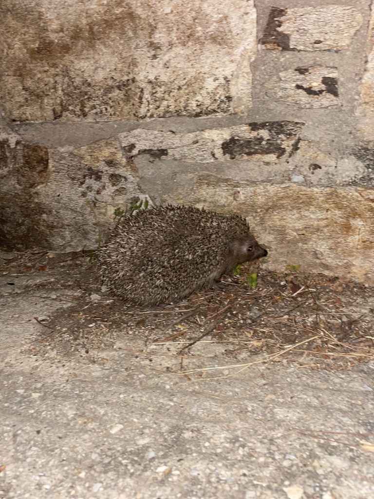 Northern White-breasted Hedgehog from Icaria, Samos, GR on August 01 ...