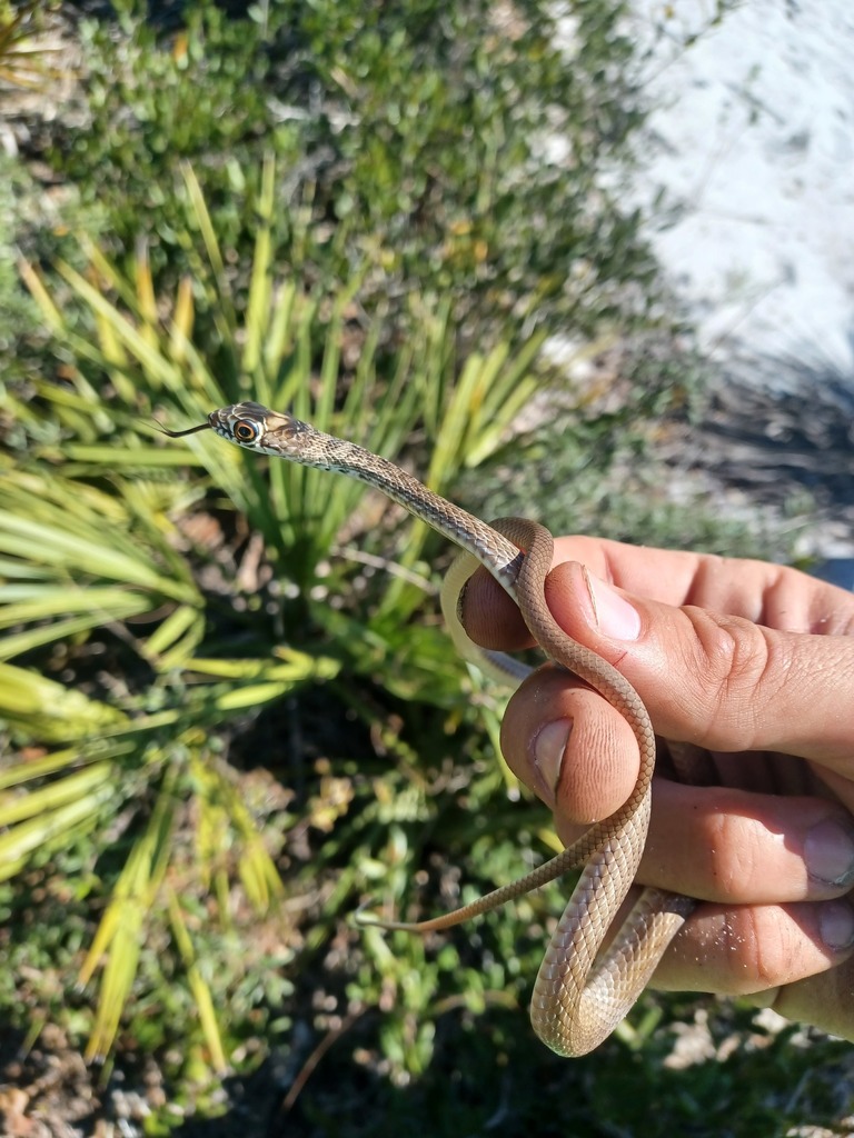 Eastern Coachwhip in November 2021 by iamnotwithouttoads · iNaturalist