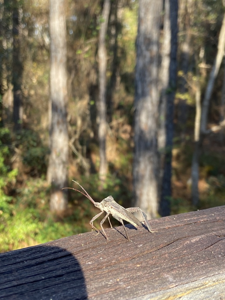 Giant leaf-footed bug from Navarre, FL, US on December 1, 2021 at 09:33 ...
